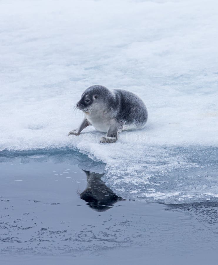 Seal rests stock photo. Image of global, lovable, frost - 21613080