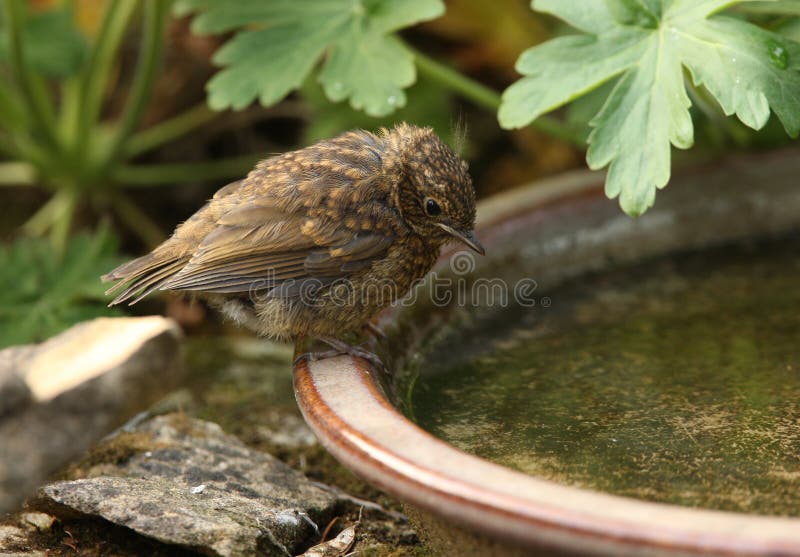 Baby robin chick stock photo. Image of bird, robin, hunger - 19907456
