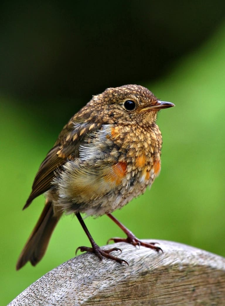 1,253 Juvenile Robin Stock Photos - Free & Royalty-Free Stock Photos ...