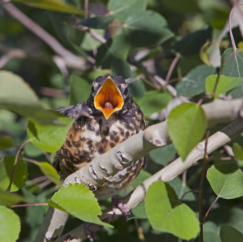 Baby robin stock photo. Image of brood, clutch, grasses - 12797624