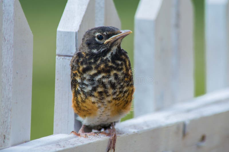 Baby Robin Bird stock image. Image of robin, bird, baby - 94933835