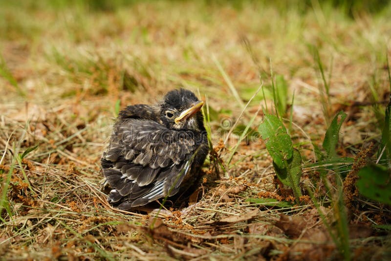 Fledgling American Robin Photos - Free & Royalty-Free Stock Photos from ...