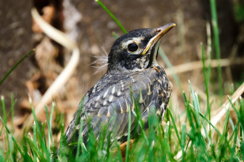 Baby robin bird stock photo. Image of wild, ohio, juvenile - 219973904