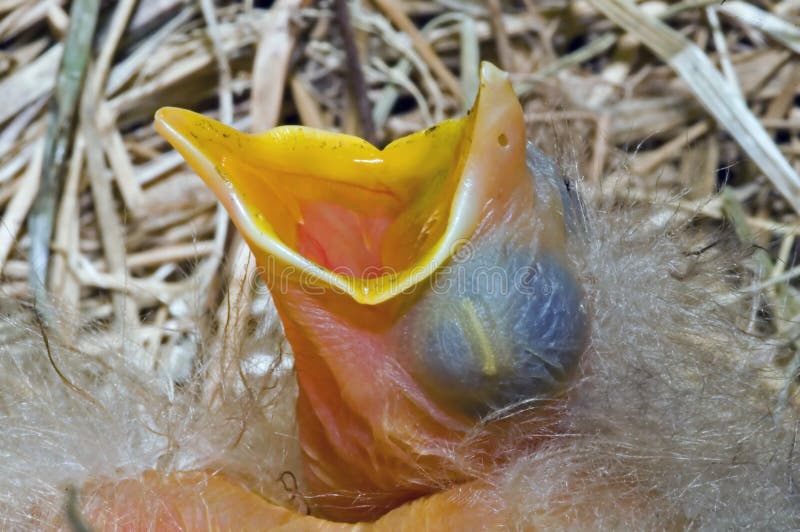 Baby robin Chick stock photo. Image of beak, nestling, animal - 787740