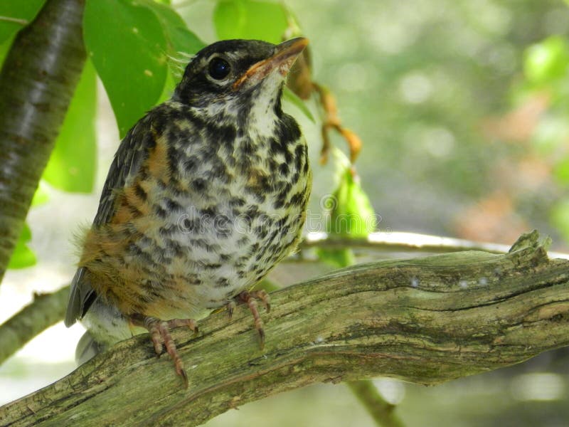 417 Baby Robin Chick Stock Photos - Free & Royalty-Free Stock Photos ...