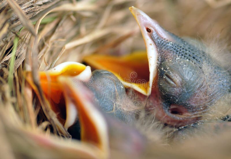 Baby robin chicks in nest stock photo. Image of nesting - 19907448