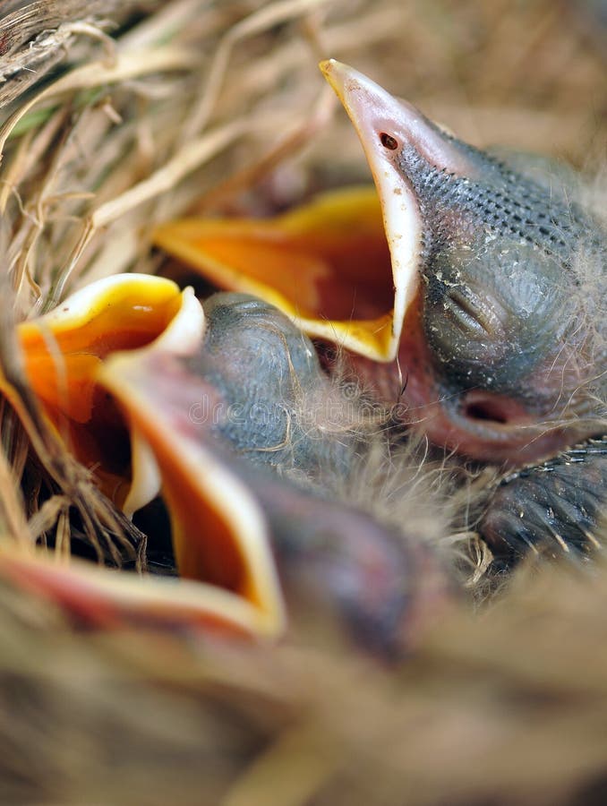 Baby robin chicks in nest stock photo. Image of nesting - 19907448