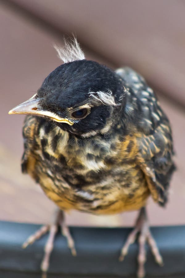 Baby Robin Cocking His Head Stock Photo - Image of robin, fledgling ...