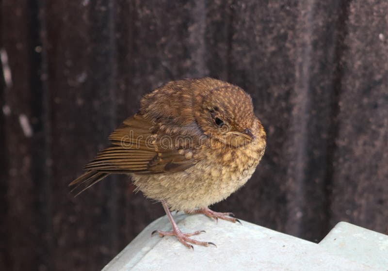 Baby Robin, Erithacus Rubecula, Stood on Box Lid Stock Photo - Image of ...