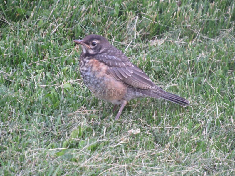 Baby Robin stock photo. Image of mother, american, hopping - 93633956