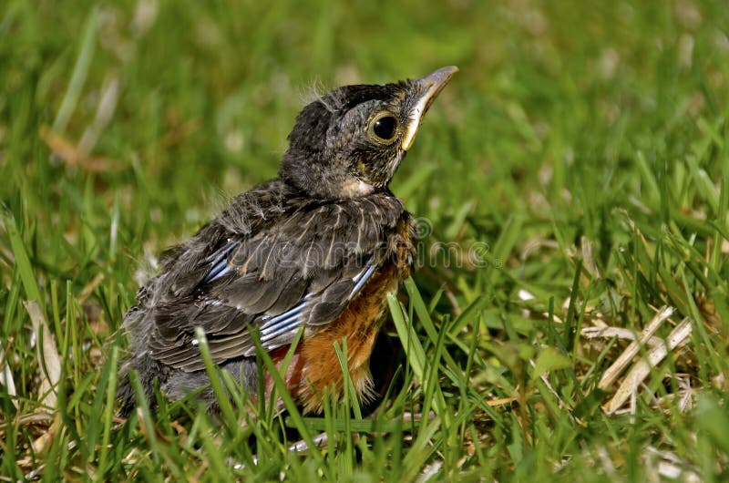 Baby Robin Lost on the Ground Stock Image - Image of young, homeless ...