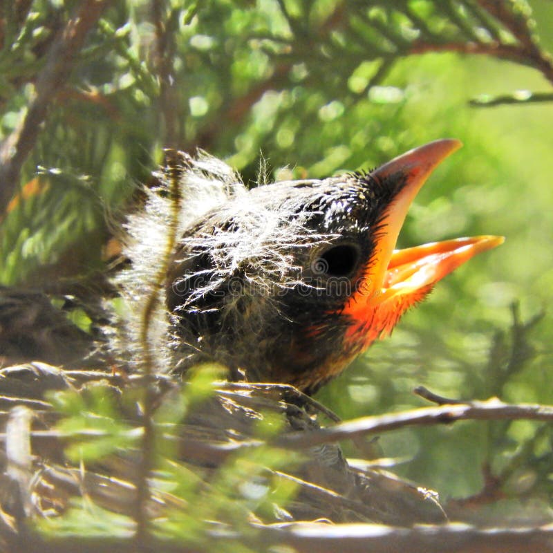 Baby Robin Head Sticking Out of Nest Stock Image - Image of bird ...