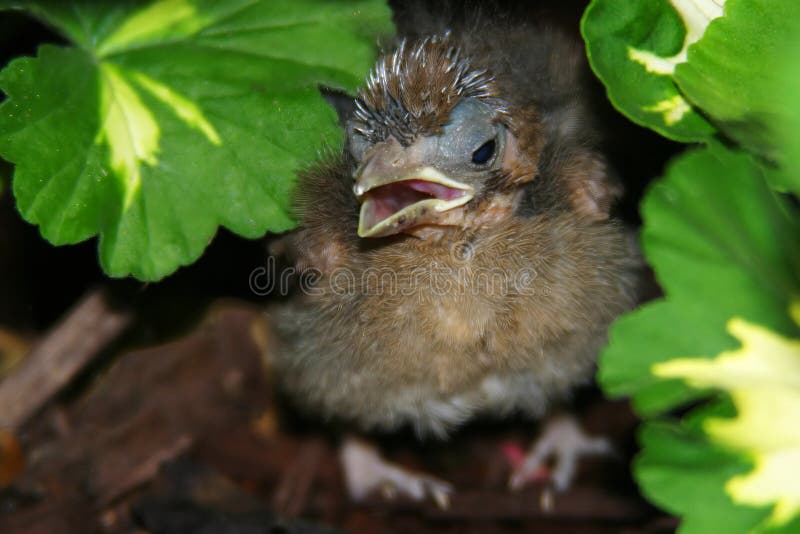 Baby Robin Out of Nest stock image. Image of robin, baby - 7332001