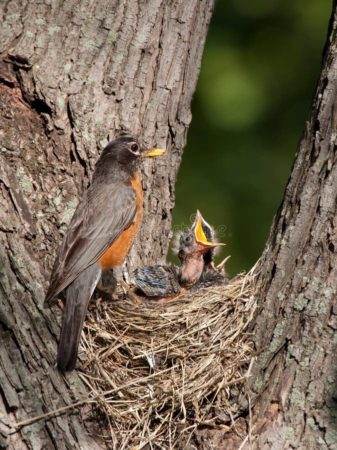 Baby Robin Screams in Hunger Stock Photo - Image of beak, breast: 15987300