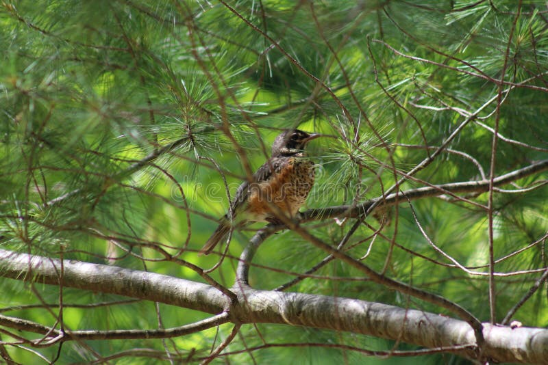 Baby robin stock photo. Image of tree, pine, profile - 74025974