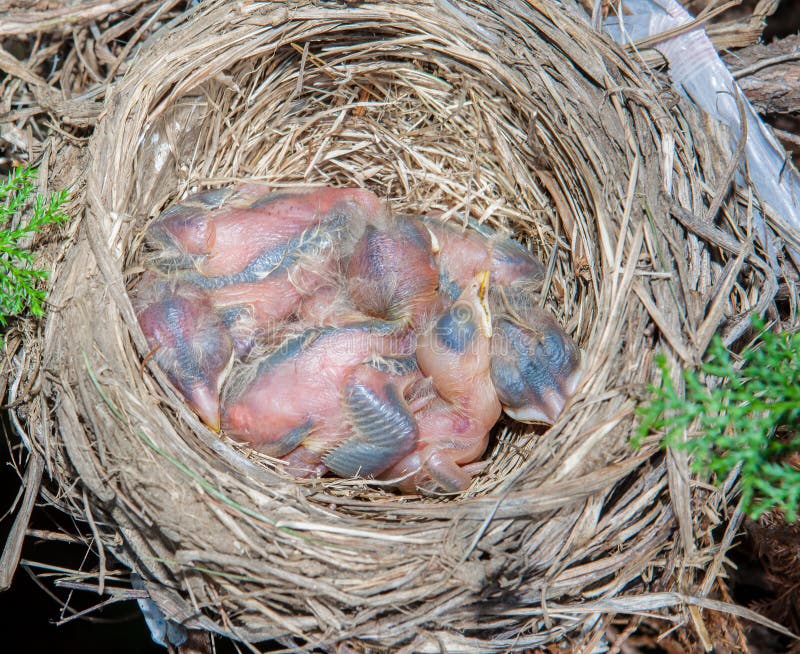 Baby robins. stock image. Image of geographic, birds - 24447971