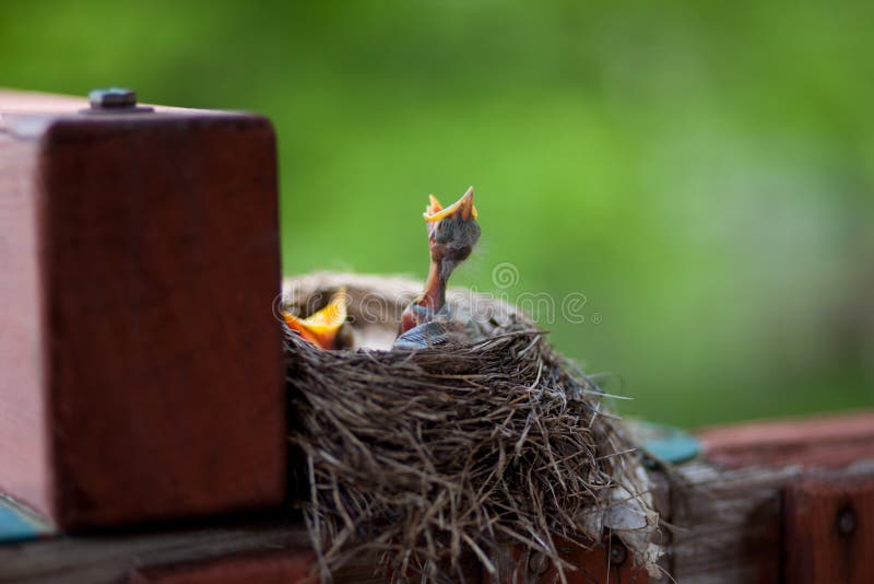 Baby Robins in Nest with Mouths Open Stock Image - Image of spring ...