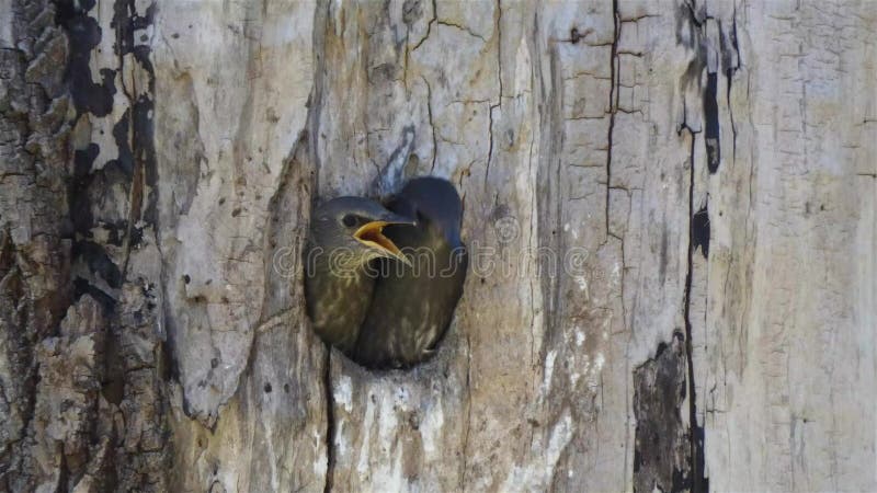 Baby Robins Sitting in Nest in Round Hole in Tree Stock Video - Video ...