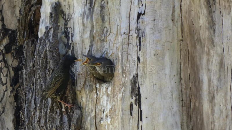 Baby Robins Sitting in Nest in Round Hole in Tree Stock Footage - Video ...