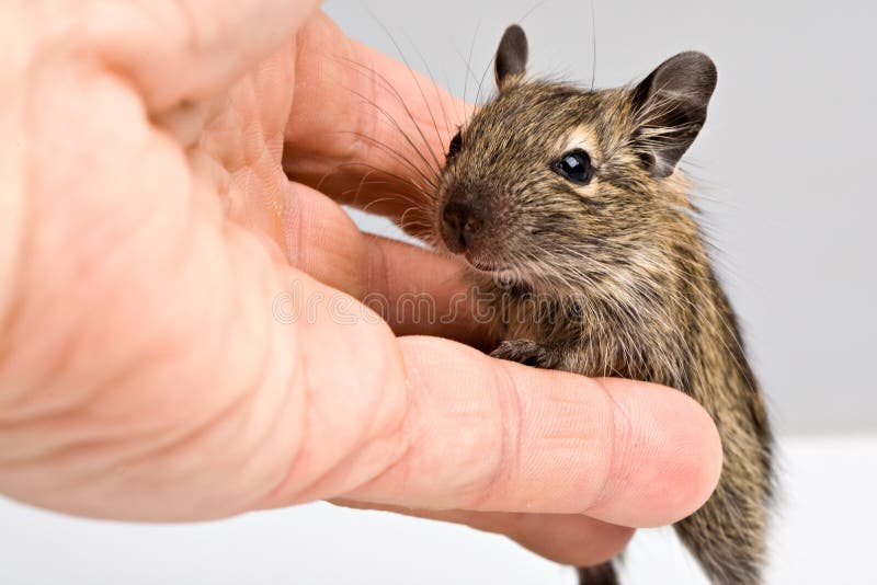Baby rodent stock image. Image of hand, human, baby, studio - 66674191