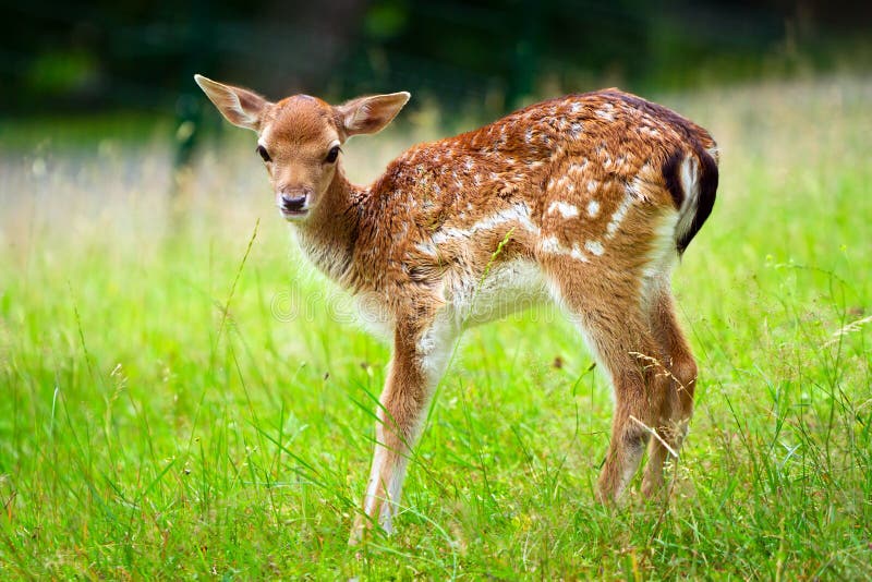 Baby roe deer stock photo. Image of ears, portrait, field - 26862742