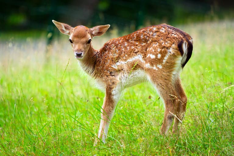 Baby roe deer stock photo. Image of ears, portrait, field - 26862742
