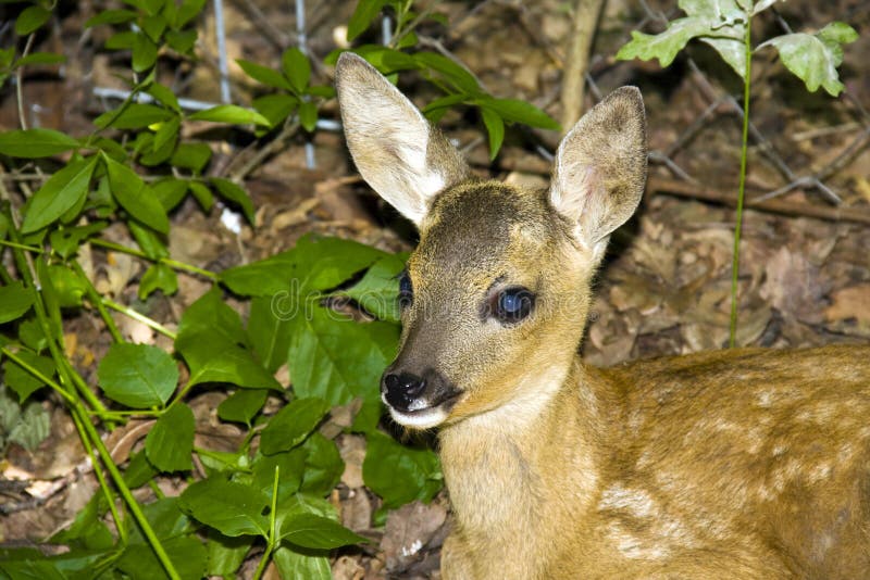 Baby Roe Deer (Capreolus Capreolus) Stock Photo - Image of young ...
