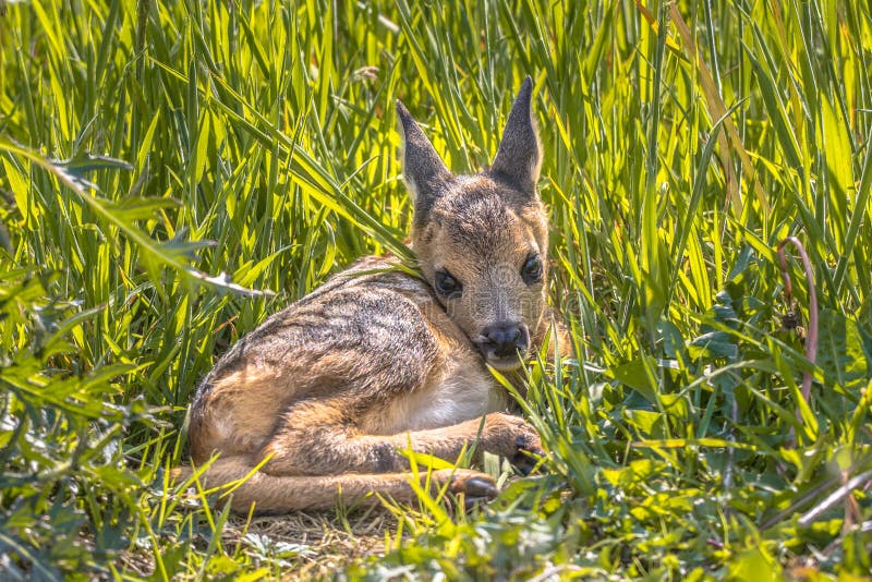 Baby roe deer stock photo. Image of europe, fauna, looking - 247373096