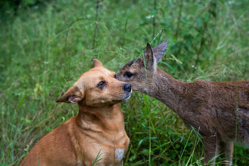 Baby Roe Deer and a Dog in the Forest Stock Image - Image of animal ...