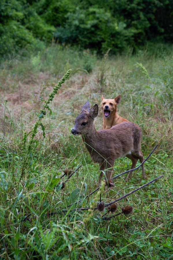 Baby Roe Deer and a Dog in the Forest Stock Image - Image of nature ...
