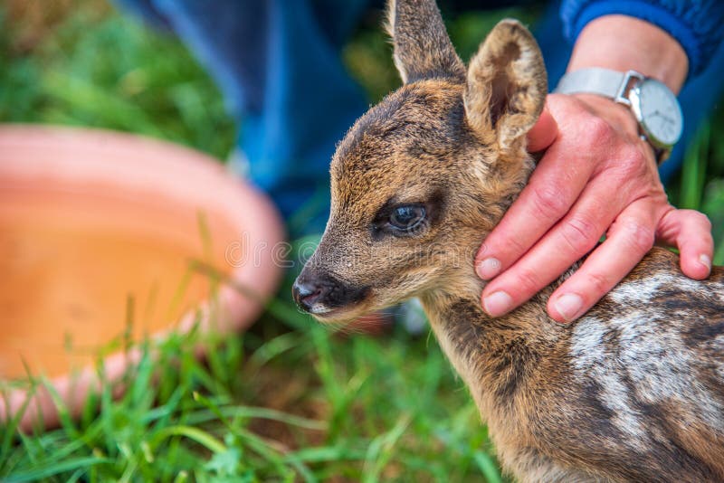 Baby Roe Deer with the Hand of a Person Stock Photo - Image of hand ...