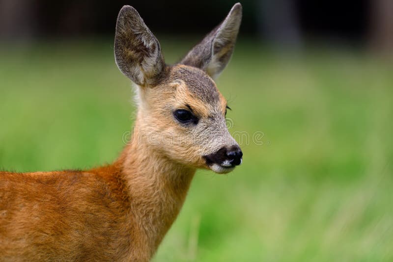 Baby Roe Deer on Summer Meadow Stock Image - Image of antler, field ...