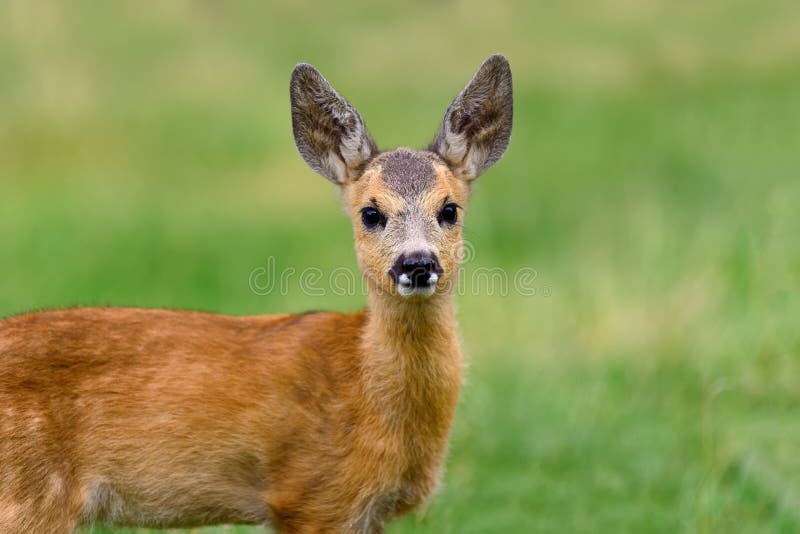 Baby deer stock photo. Image of portrait, fawn, nature - 33735520