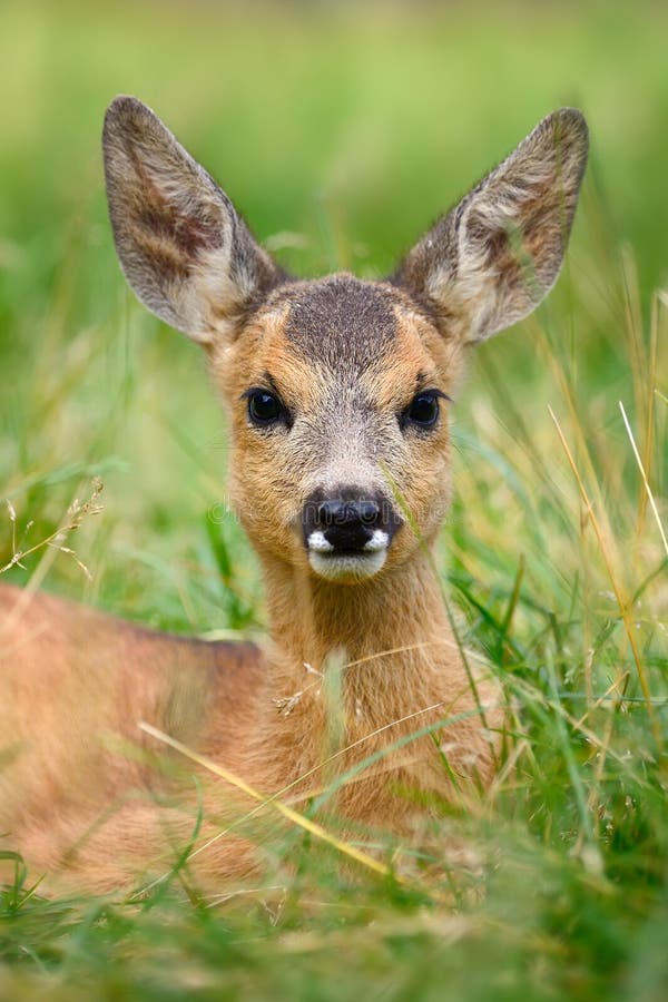 Baby Roe Deer on Summer Meadow Stock Photo - Image of black, animal ...
