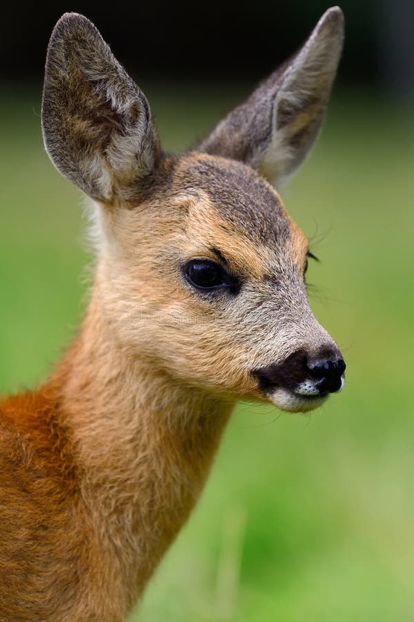 Baby deer stock photo. Image of portrait, fawn, nature - 33735520