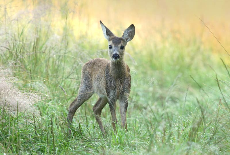 Baby roe deer stock image. Image of nice, hairy, animal - 44320627
