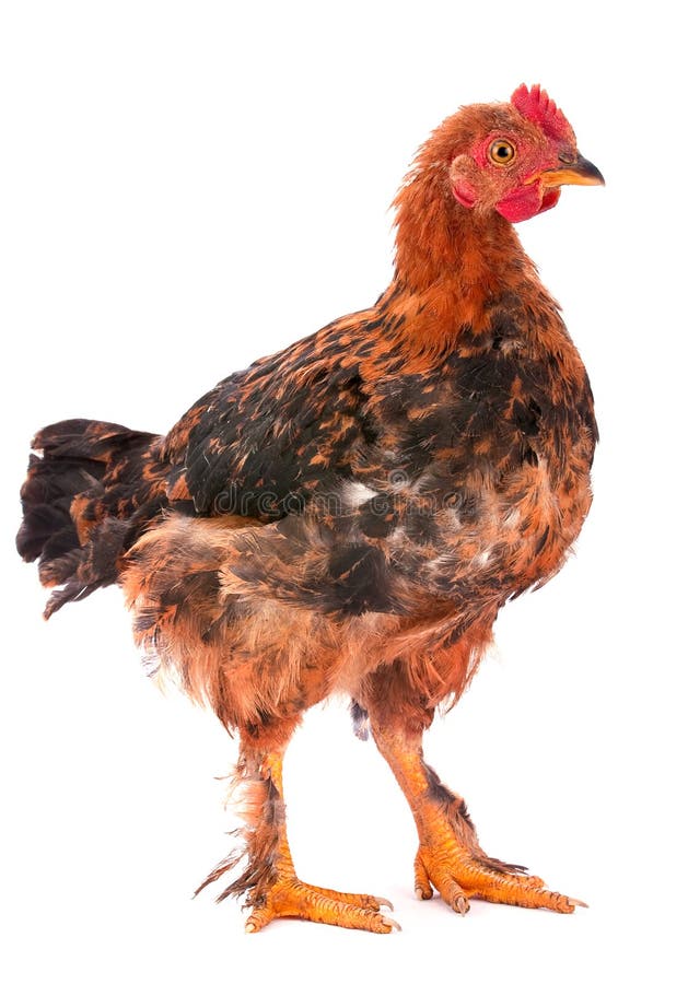 Baby rooster stock image. Image of rooster, claw, chicken - 21721501