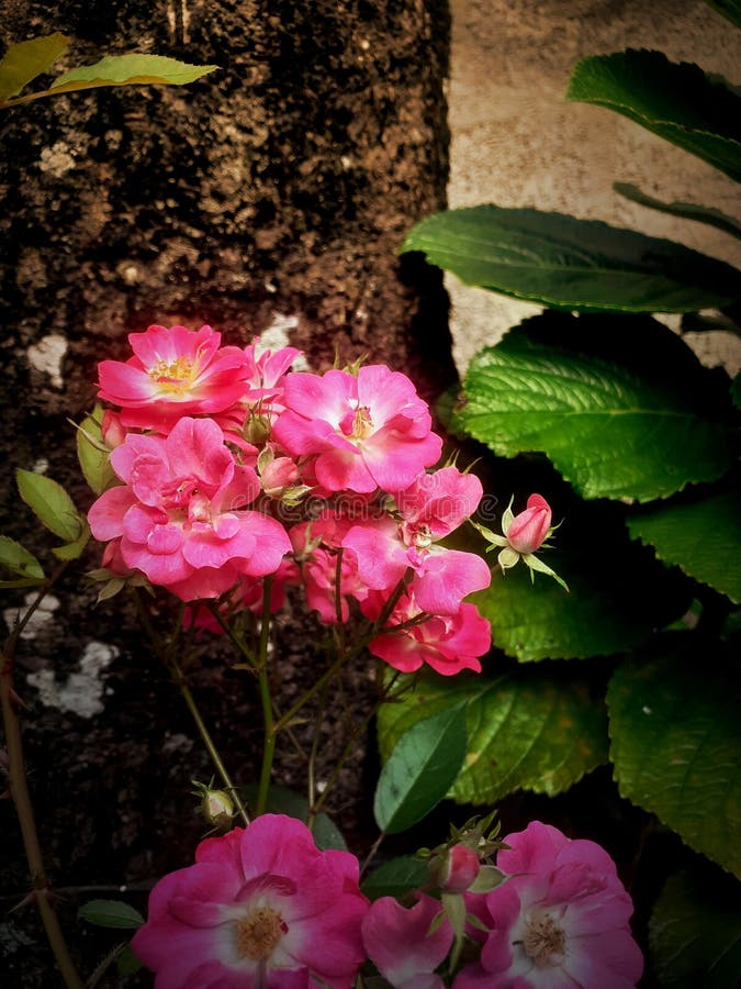 Baby rose rose colour stock image. Image of rosr, colour - 189489985