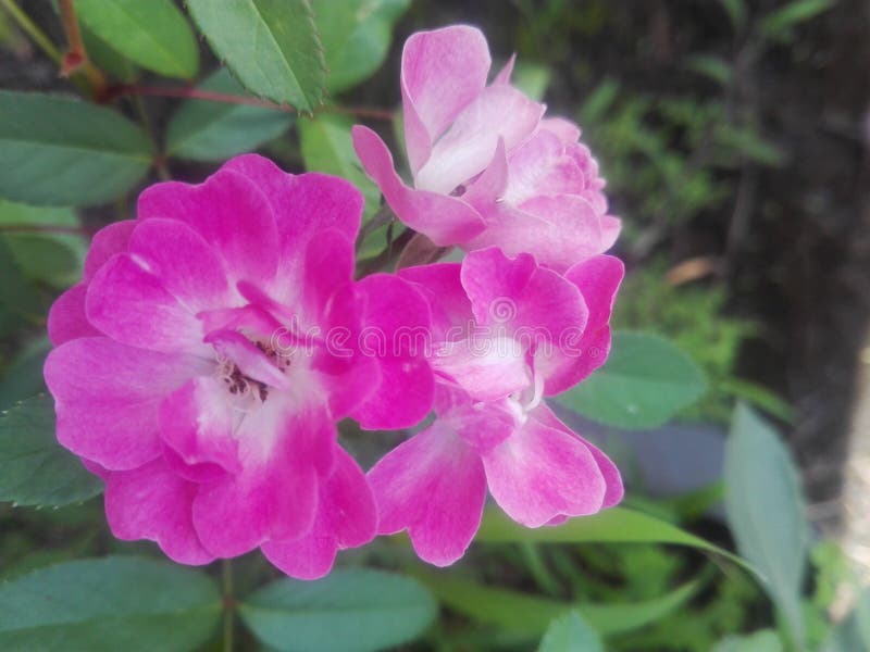 Baby Rose / Rose Rose Flower,Beautiful Flowers Stock Image - Image of ...