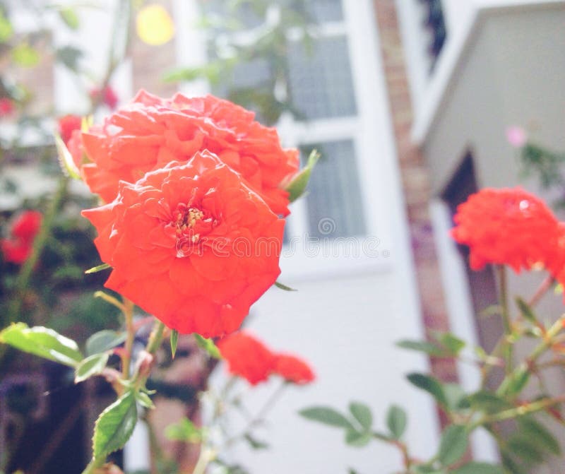 Baby rose stock photo. Image of todoy, baby, rose, ahappy - 45969750