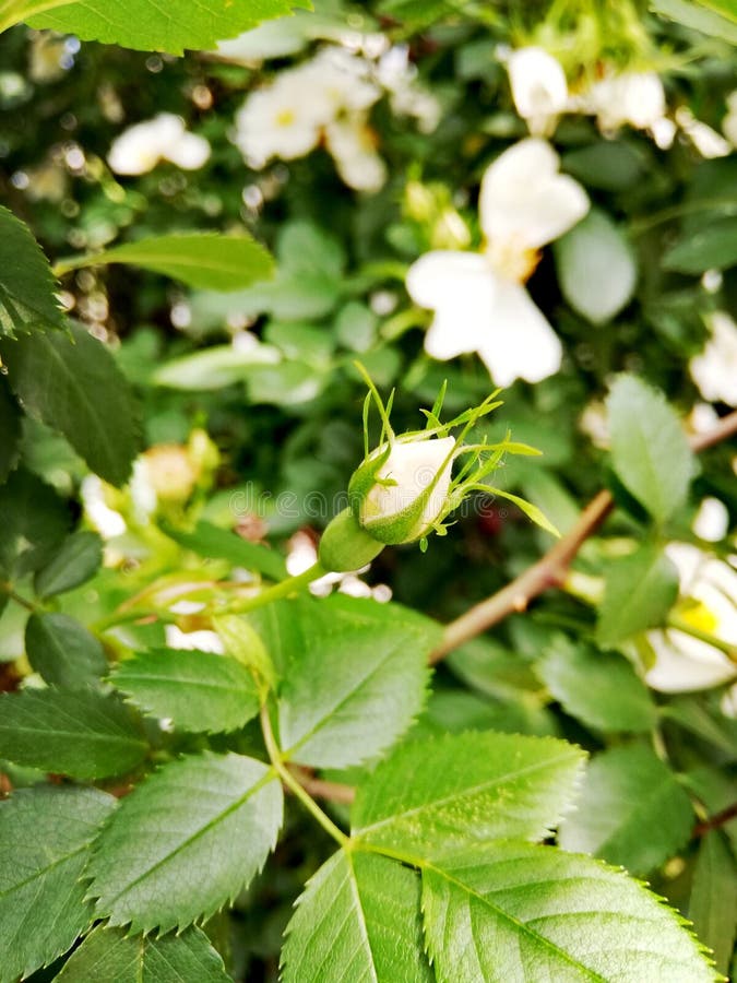 Baby rose in the sunlight stock image. Image of garden - 220837161