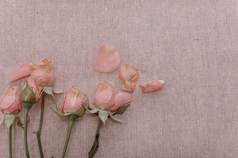 Baby in a bed of roses stock image. Image of hands, kids - 17351247