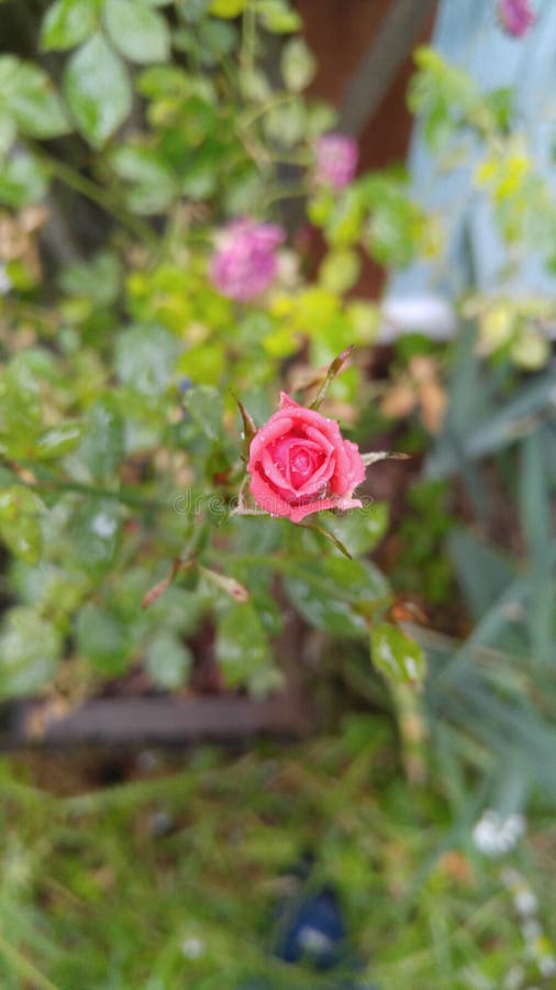 Baby Roses stock photo. Image of blue, roses, lady, baby - 46655040