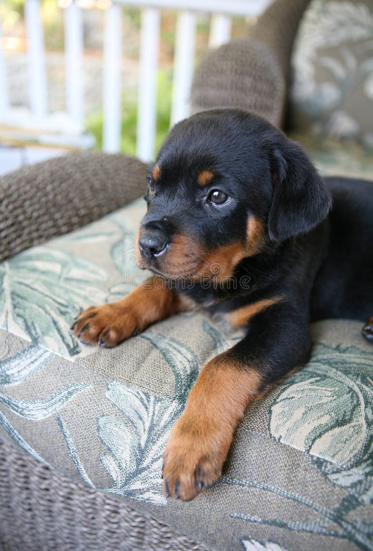 1,090 Baby Rottweiler Stock Photos - Free & Royalty-Free Stock Photos ...