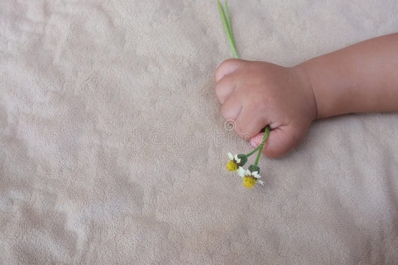 Baby S Hand Holding a Flower Stock Photo - Image of baby, flowers: 47716254