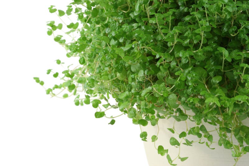 Angel Tears Grass Plant, Soleirolia Soleirolii Stock Photo - Image of ...