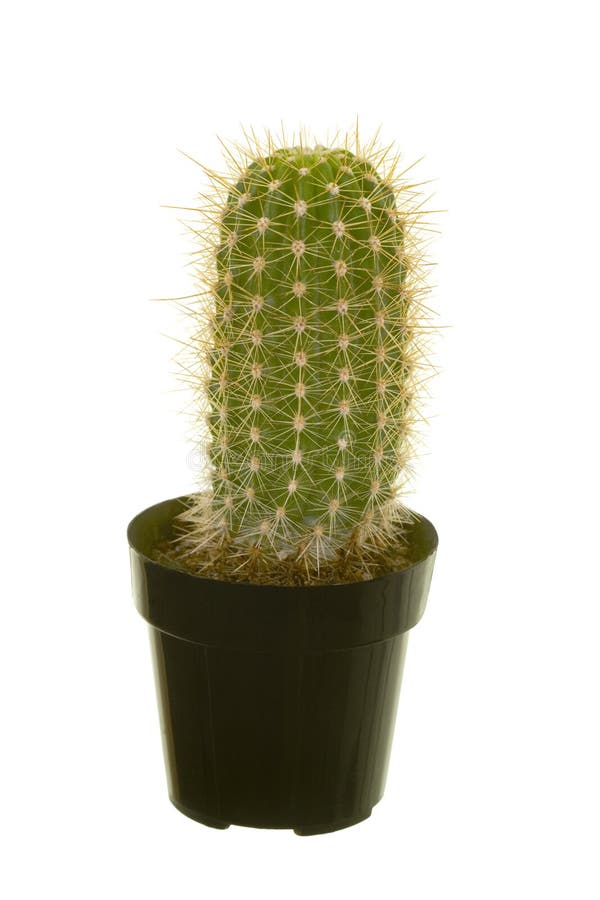 Baby Saguaro Cactus stock image. Image of vertical, nursery - 16971059