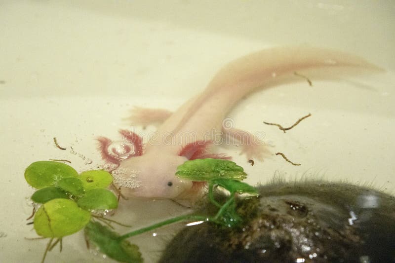 Baby Salamander as a pet stock image. Image of tail - 302744047