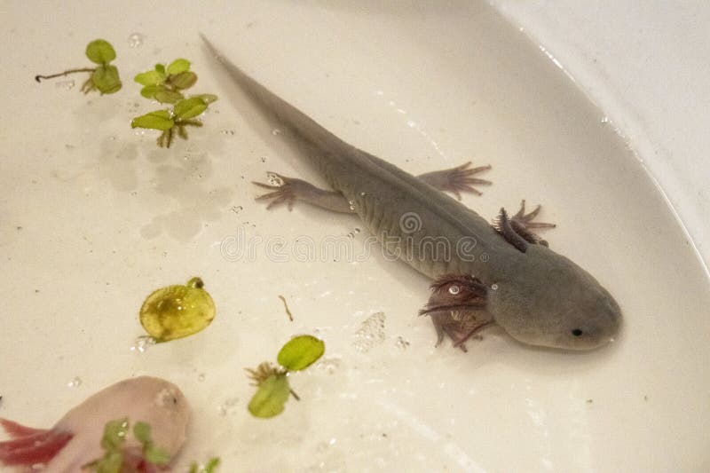 Baby Salamander as a pet stock photo. Image of wild - 305387722