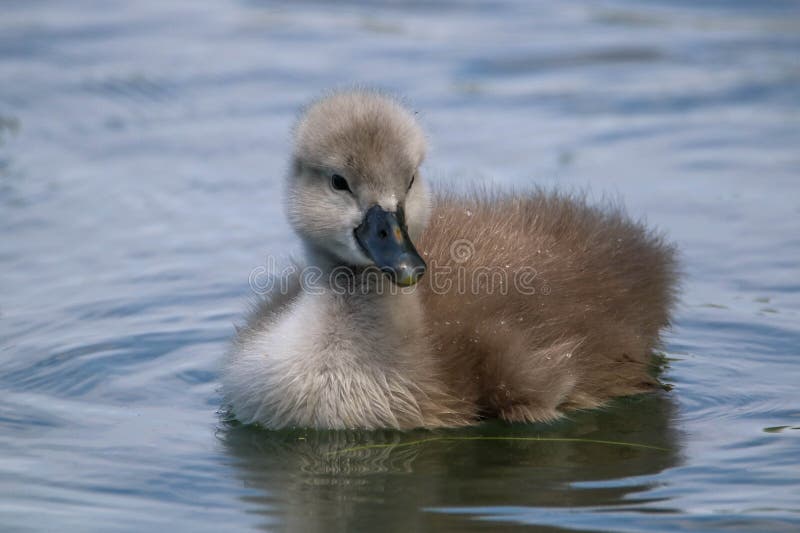 Baby-Schwan-Schwimmen Im Wasser Stockfoto - Bild von jung, federn ...